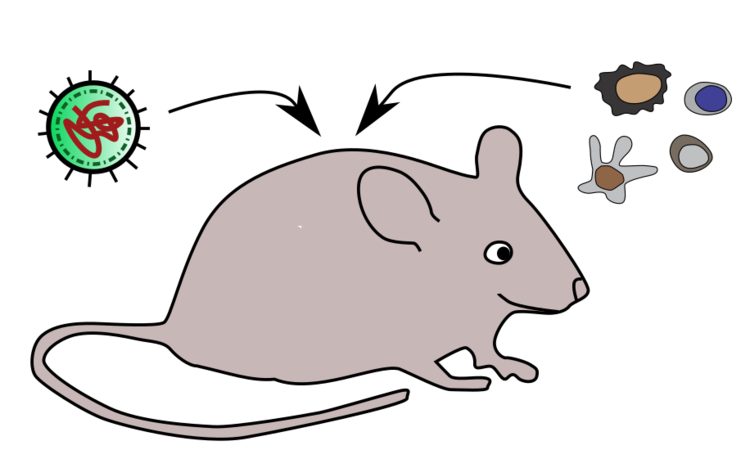 The Ploss Lab receives IP Accelerator Funding Award for yellow fever ...